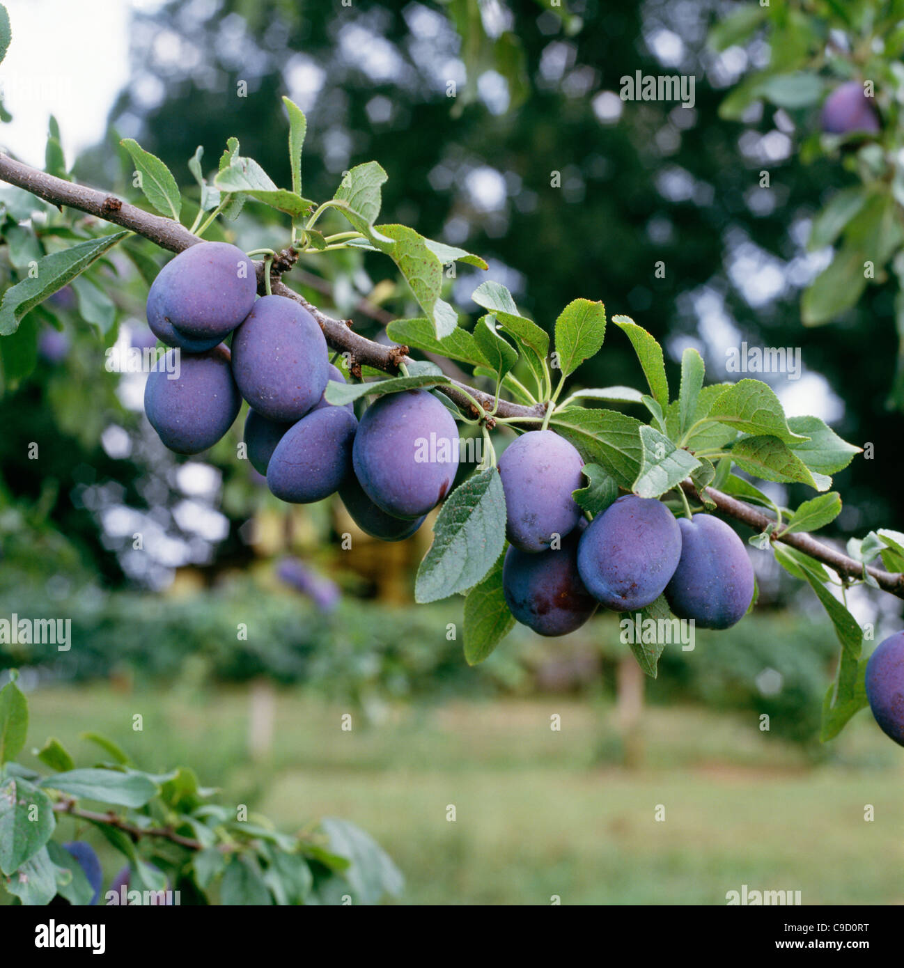 Prugne stanley immagini e fotografie stock ad alta risoluzione - Alamy