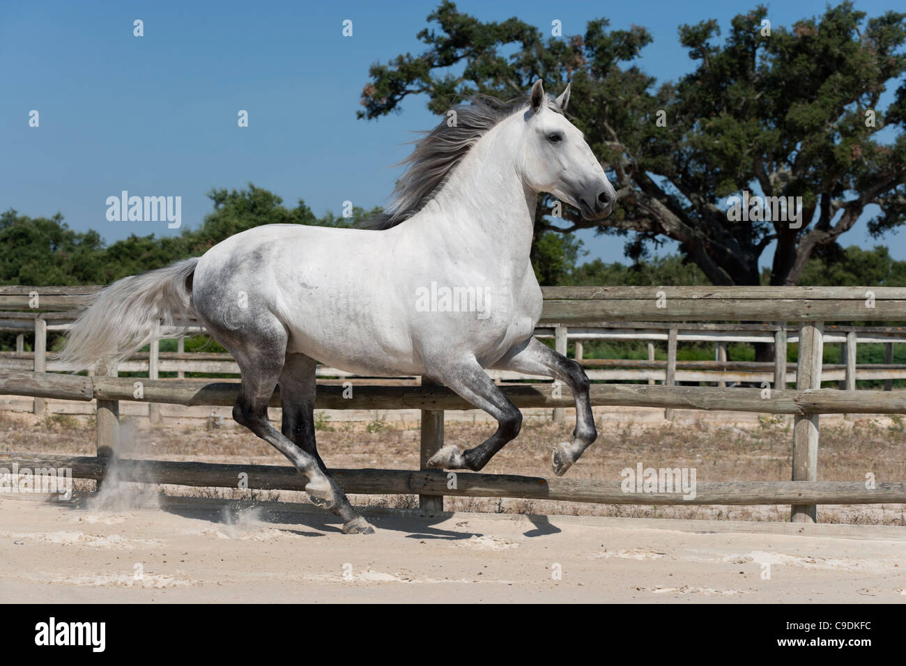 Razza cavallo lusitano di stallone Portogallo Lezirias Foto stock - Alamy
