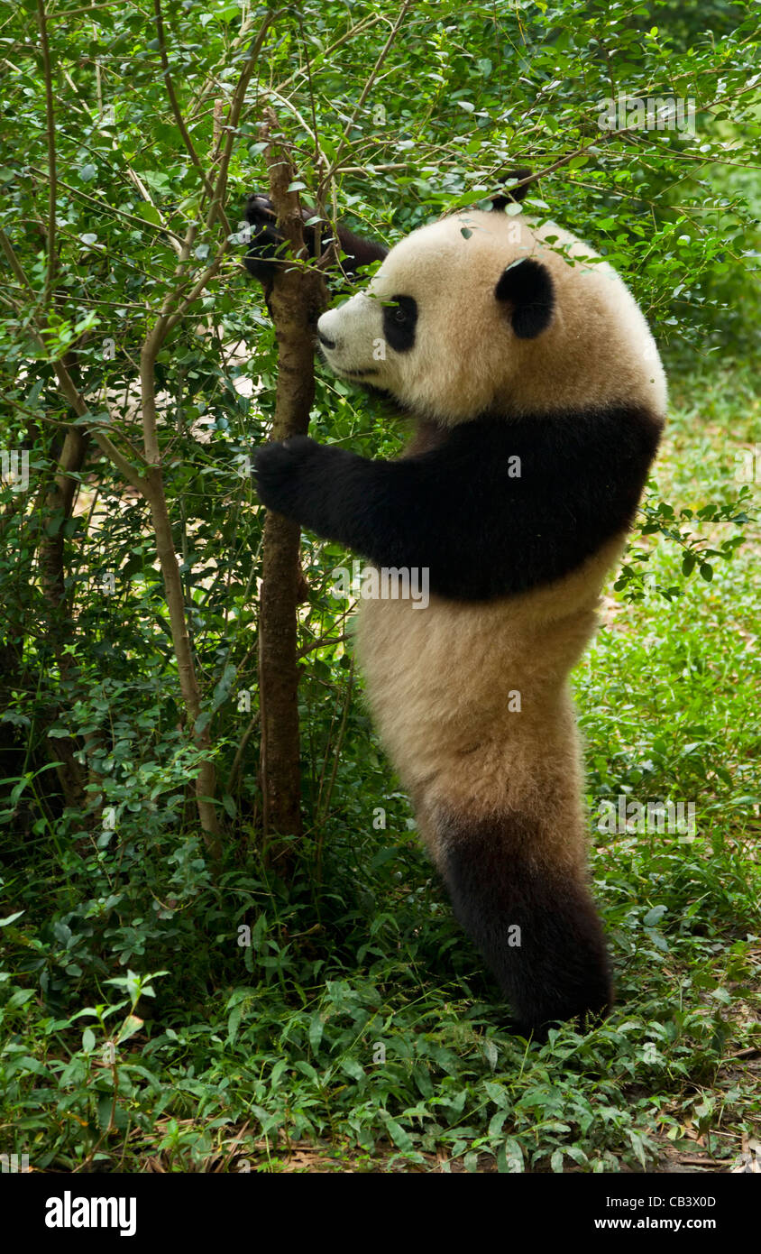 Centro di allevamento di panda gigante immagini e fotografie stock ad ...