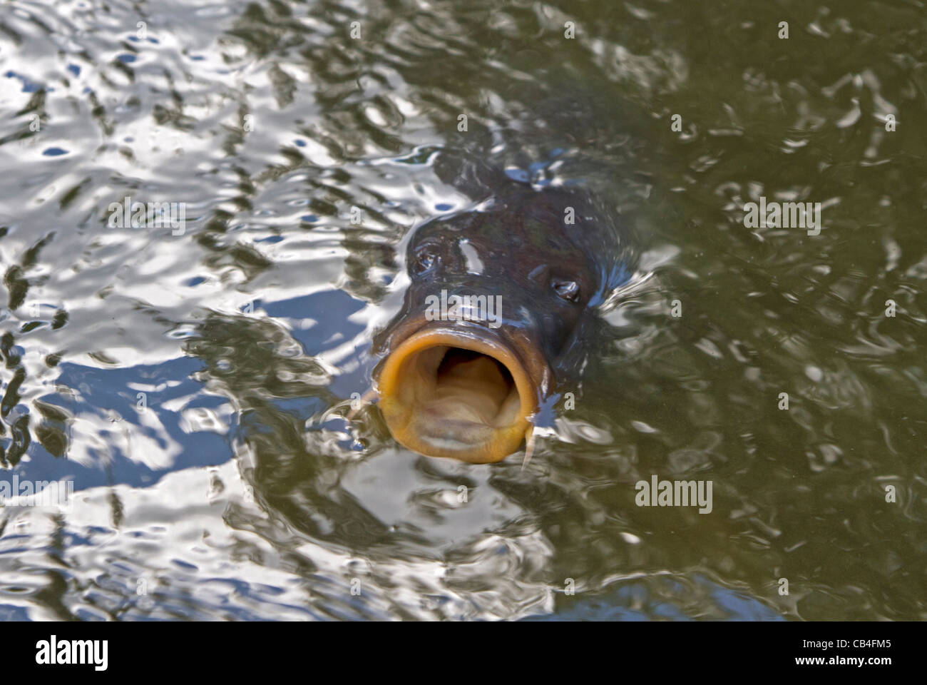 Common carp cyprinus carpio immagini e fotografie stock ad alta ...