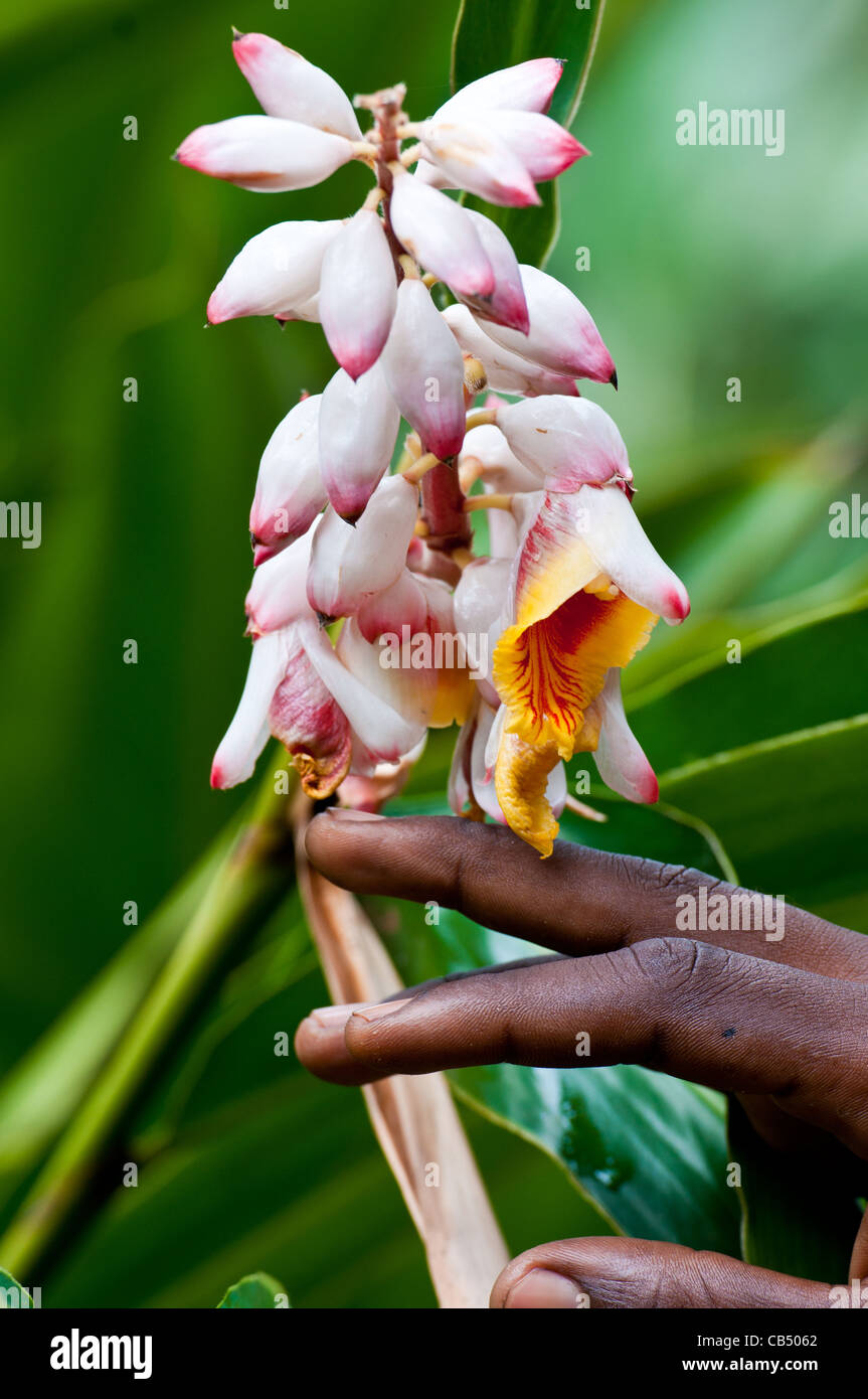 Pianta di cardamomo immagini e fotografie stock ad alta risoluzione - Alamy