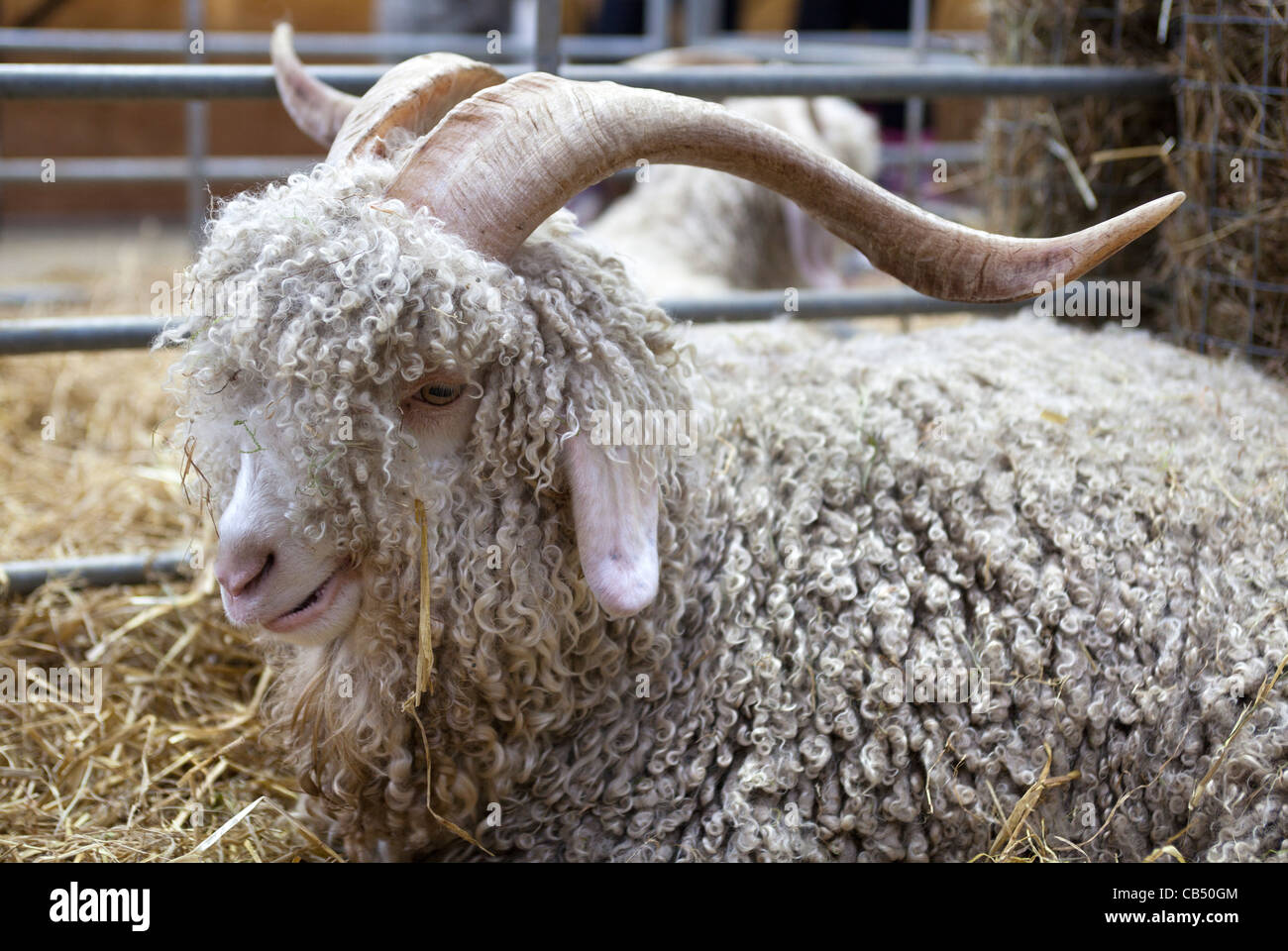 Angora goat wool immagini e fotografie stock ad alta risoluzione - Alamy