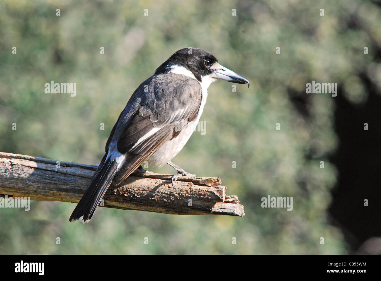Uccelli rapaci australiani immagini e fotografie stock ad alta ...