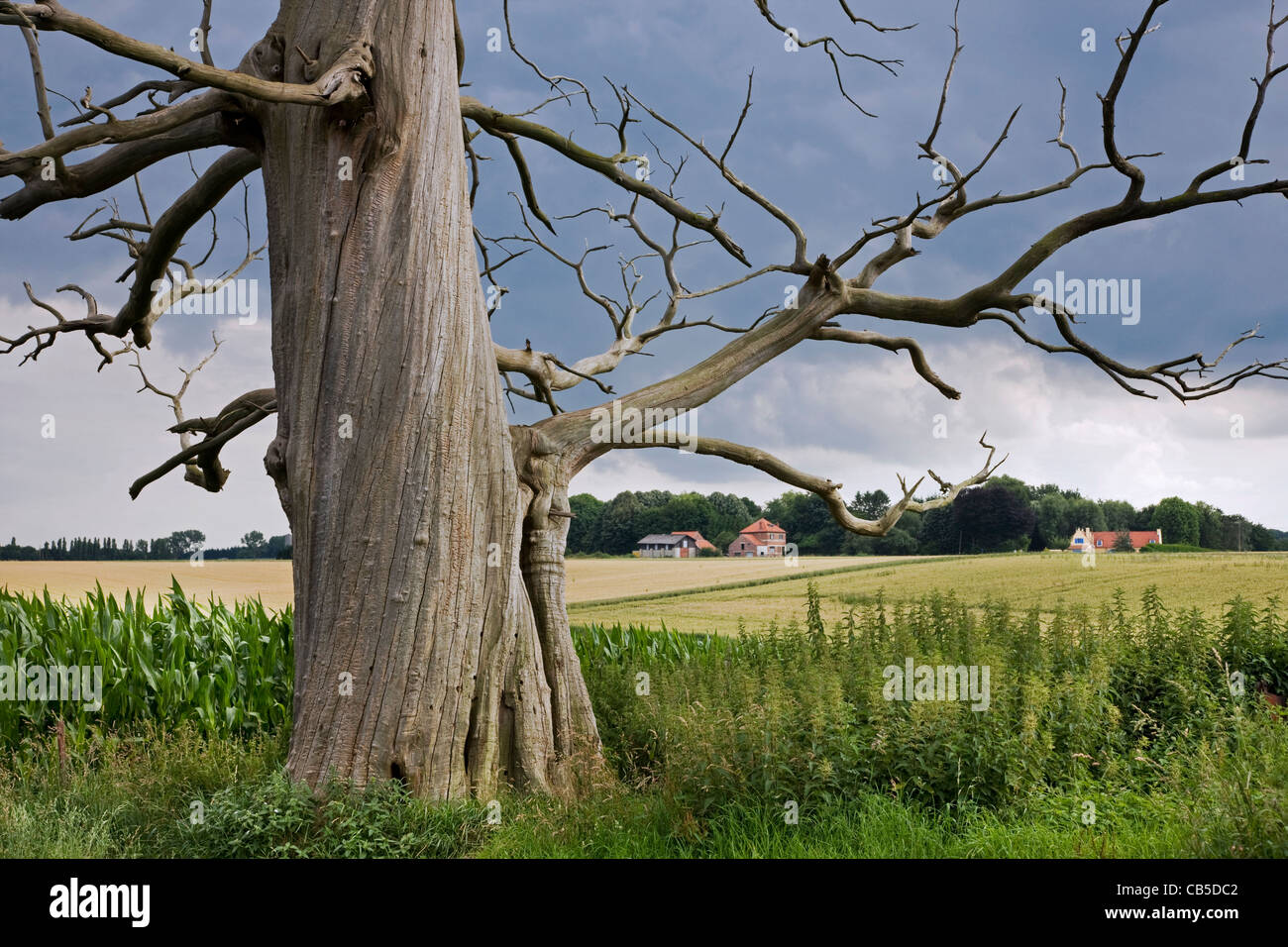 Creepy del tronco e dei rami di morti sweet chestnut / marron tree ...
