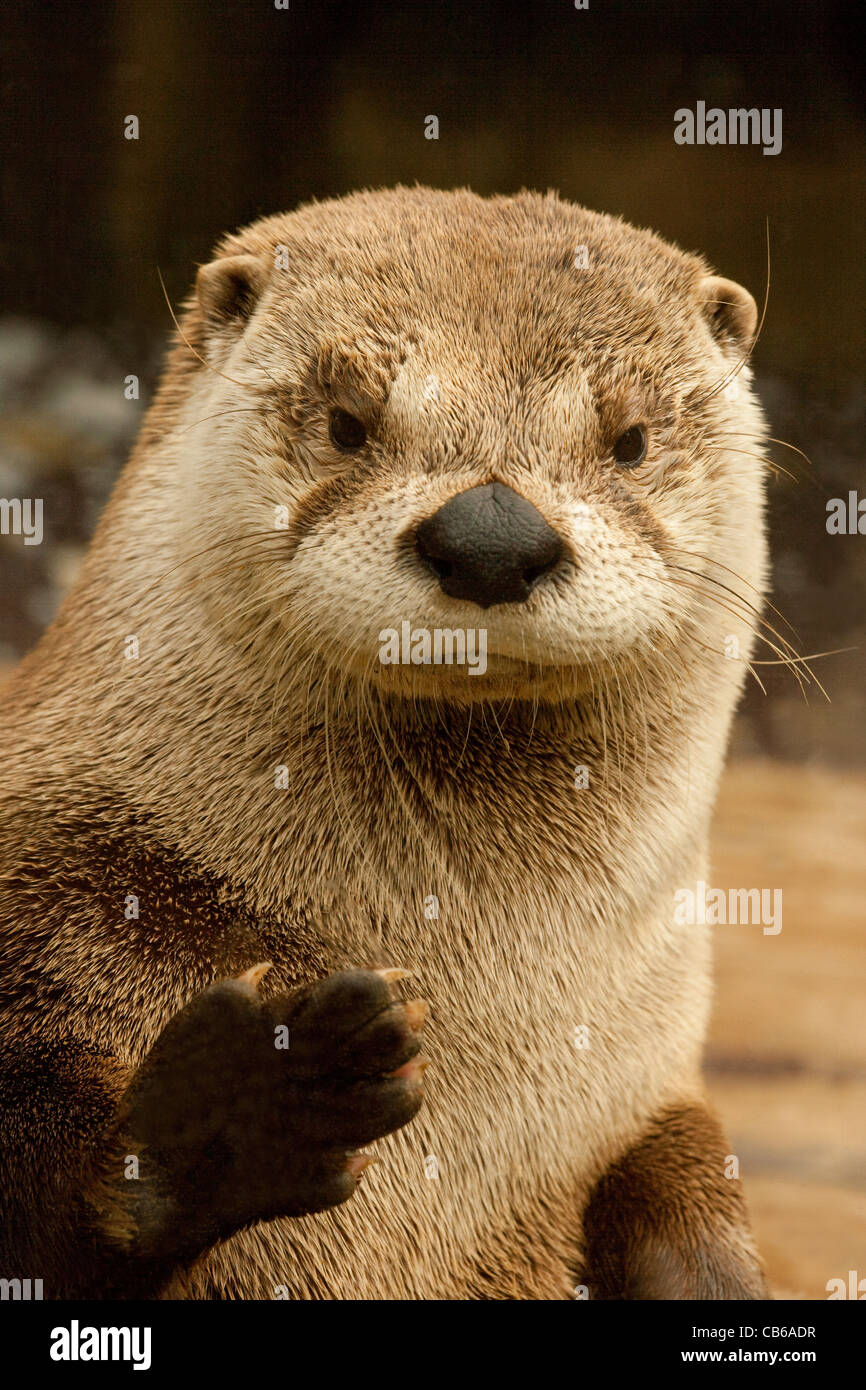 North american river otter lontra canadensis immagini e fotografie ...