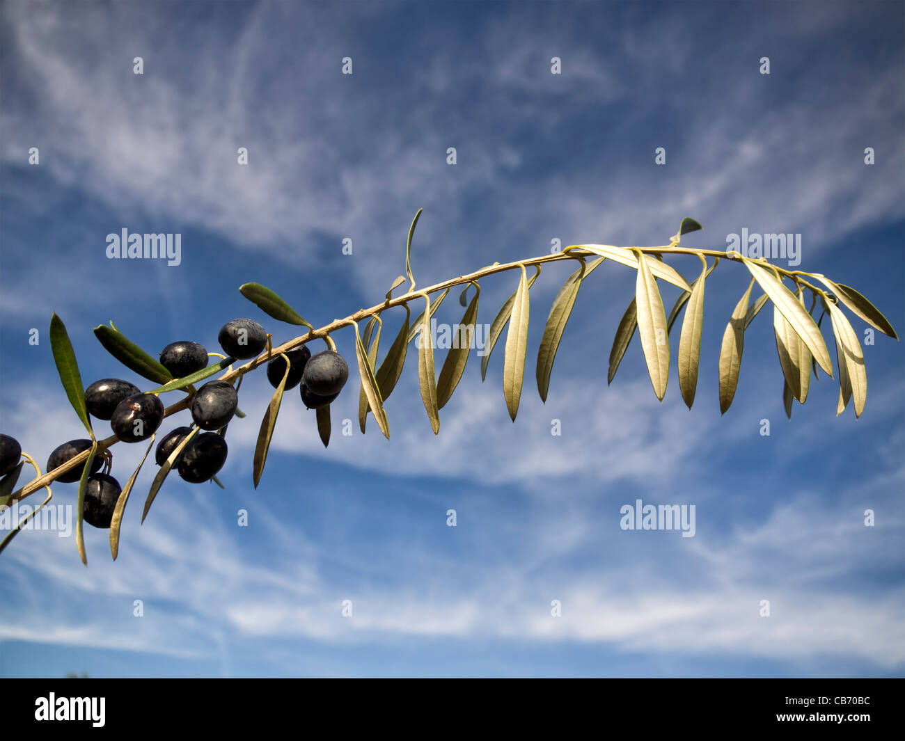 Ramoscello di ulivo immagini e fotografie stock ad alta risoluzione - Alamy