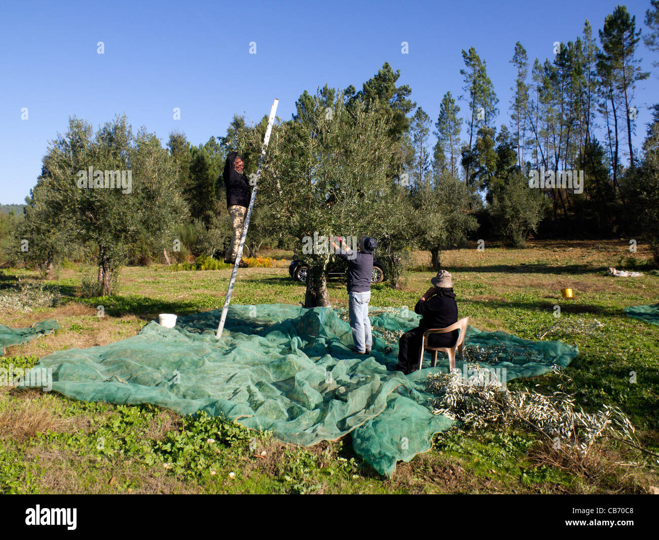 Metodo tradizionale di raccolta delle olive immagini e fotografie stock ...