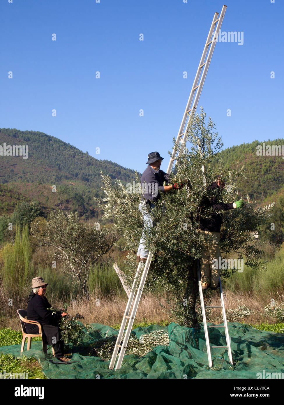 Metodo tradizionale di raccolta delle olive immagini e fotografie stock ...