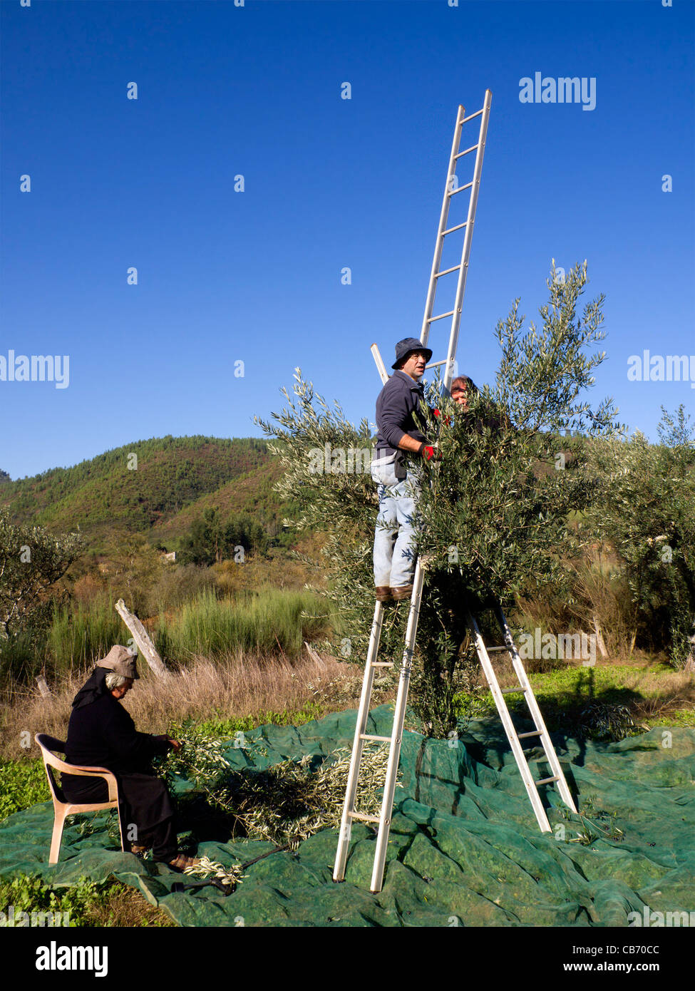 Metodo tradizionale di raccolta delle olive immagini e fotografie stock ...