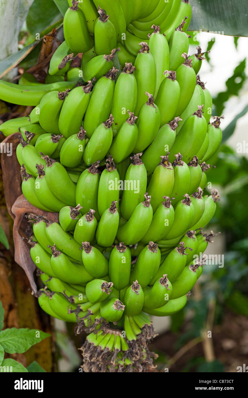 Pianta di banana musa immagini e fotografie stock ad alta risoluzione ...