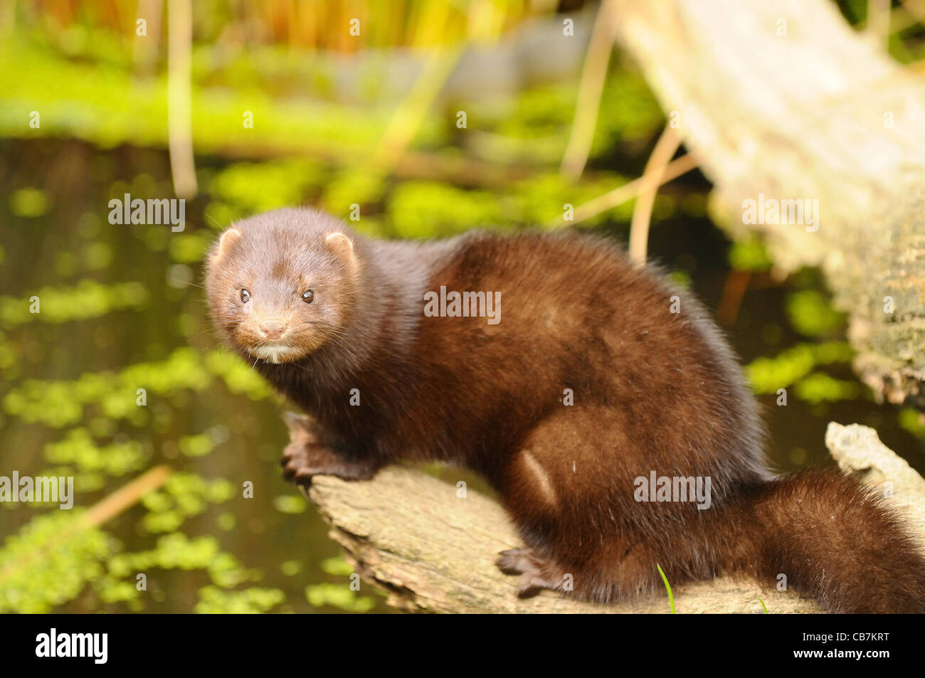 Visone europeo immagini e fotografie stock ad alta risoluzione - Alamy