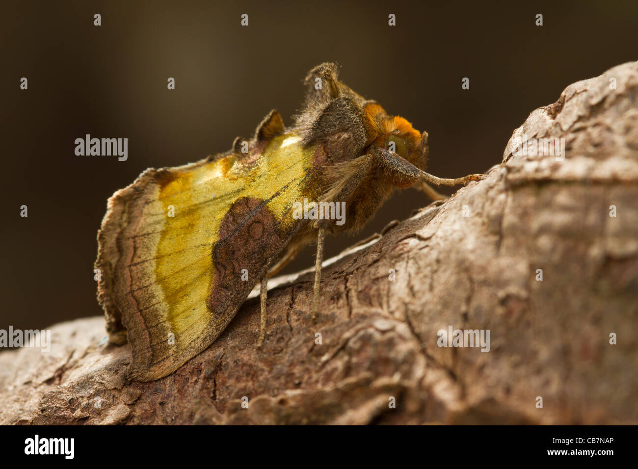 Colore brunito immagini e fotografie stock ad alta risoluzione - Alamy