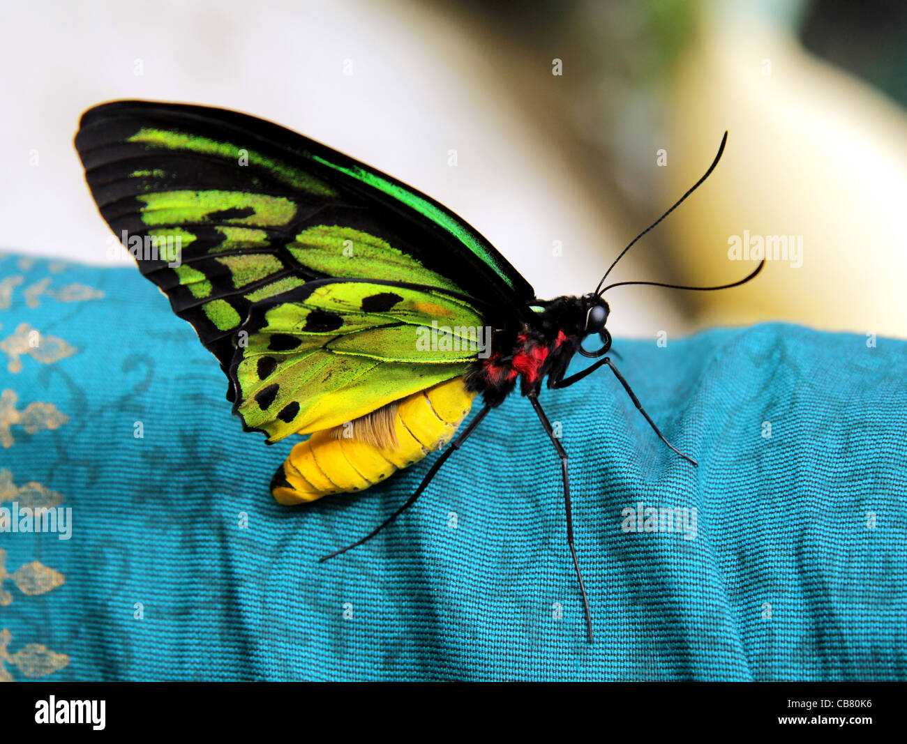 La regina Alexandra's (Papilionidae Ornithoptera alexandrae) è la più ...