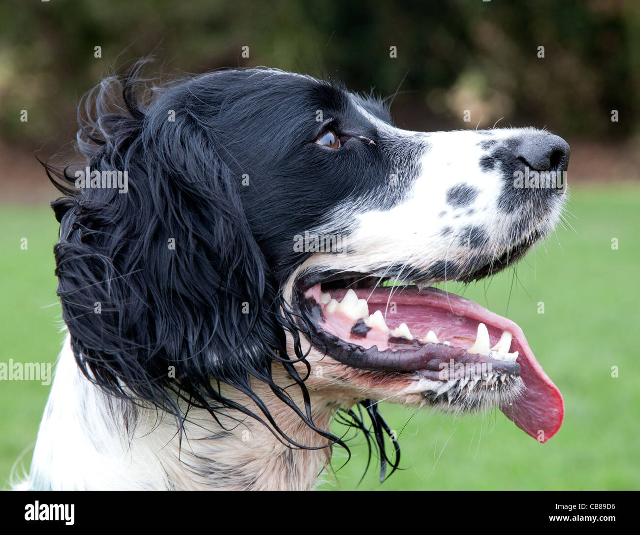 Macchie bianche di cane nero immagini e fotografie stock ad alta ...