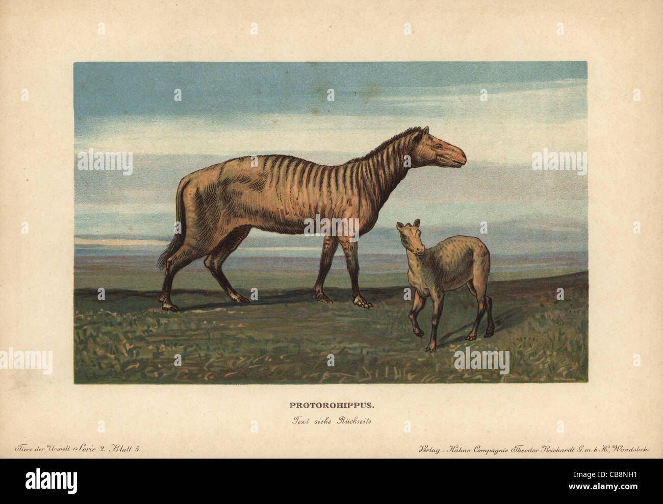 Extinct horse genus immagini e fotografie stock ad alta risoluzione - Alamy