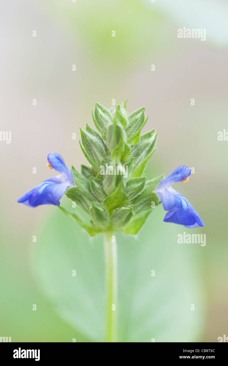 Pianta di chia immagini e fotografie stock ad alta risoluzione - Alamy
