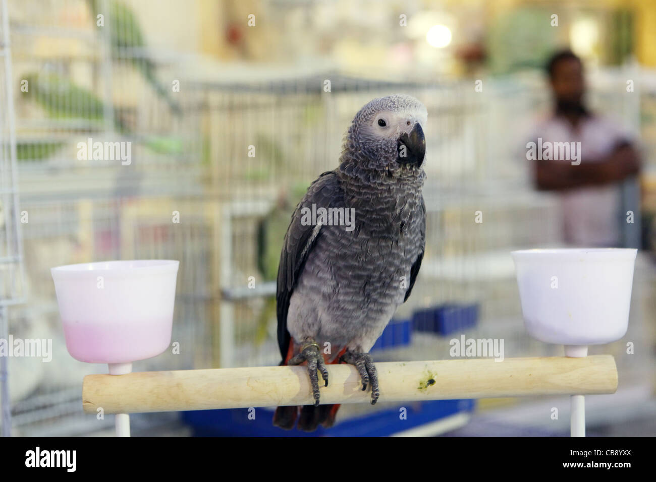 Un Congo pappagallo grigio africano, Psittacus erithacus erithacus, in ...