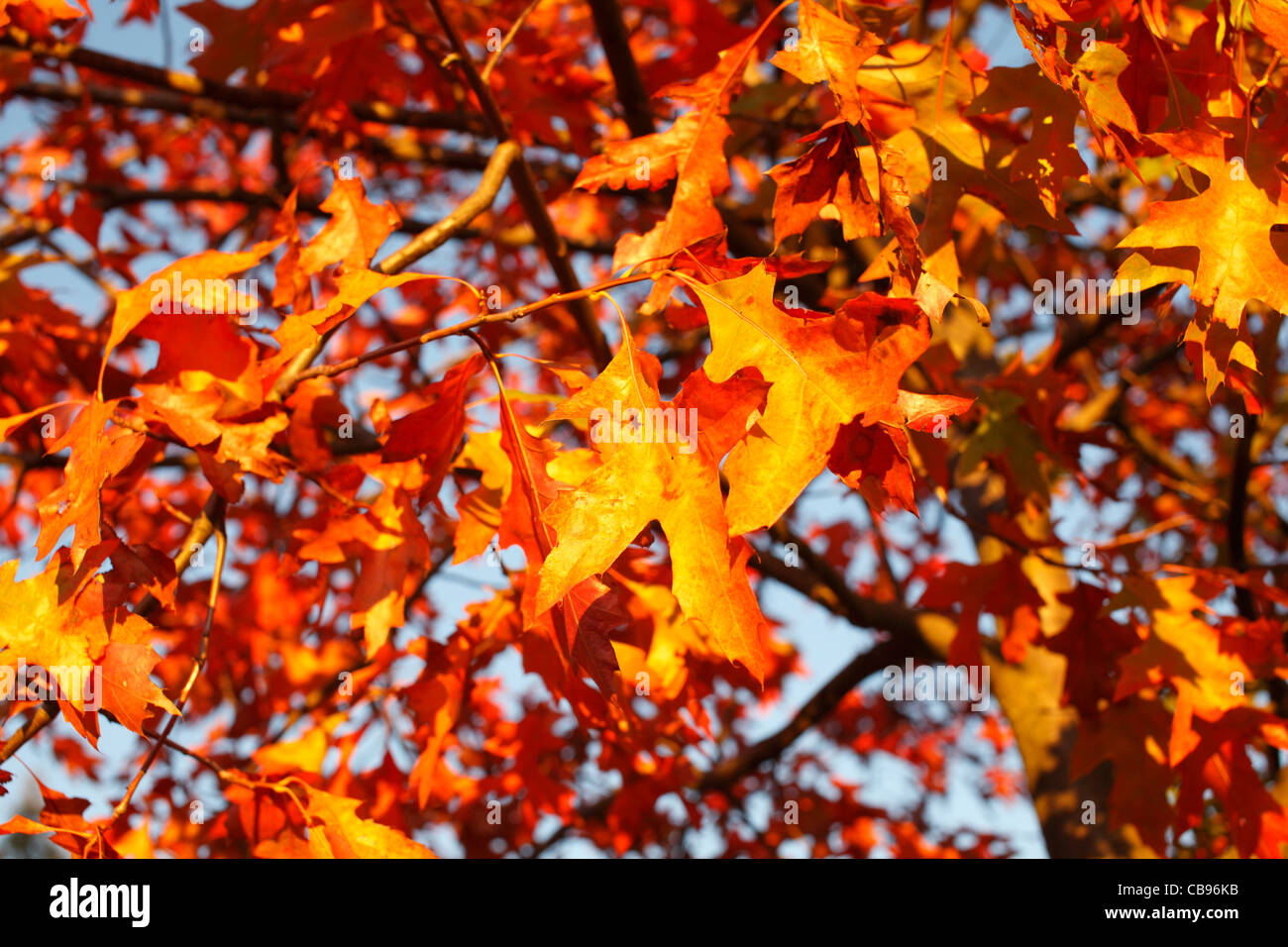 Quercus rubra caduta immagini e fotografie stock ad alta risoluzione ...