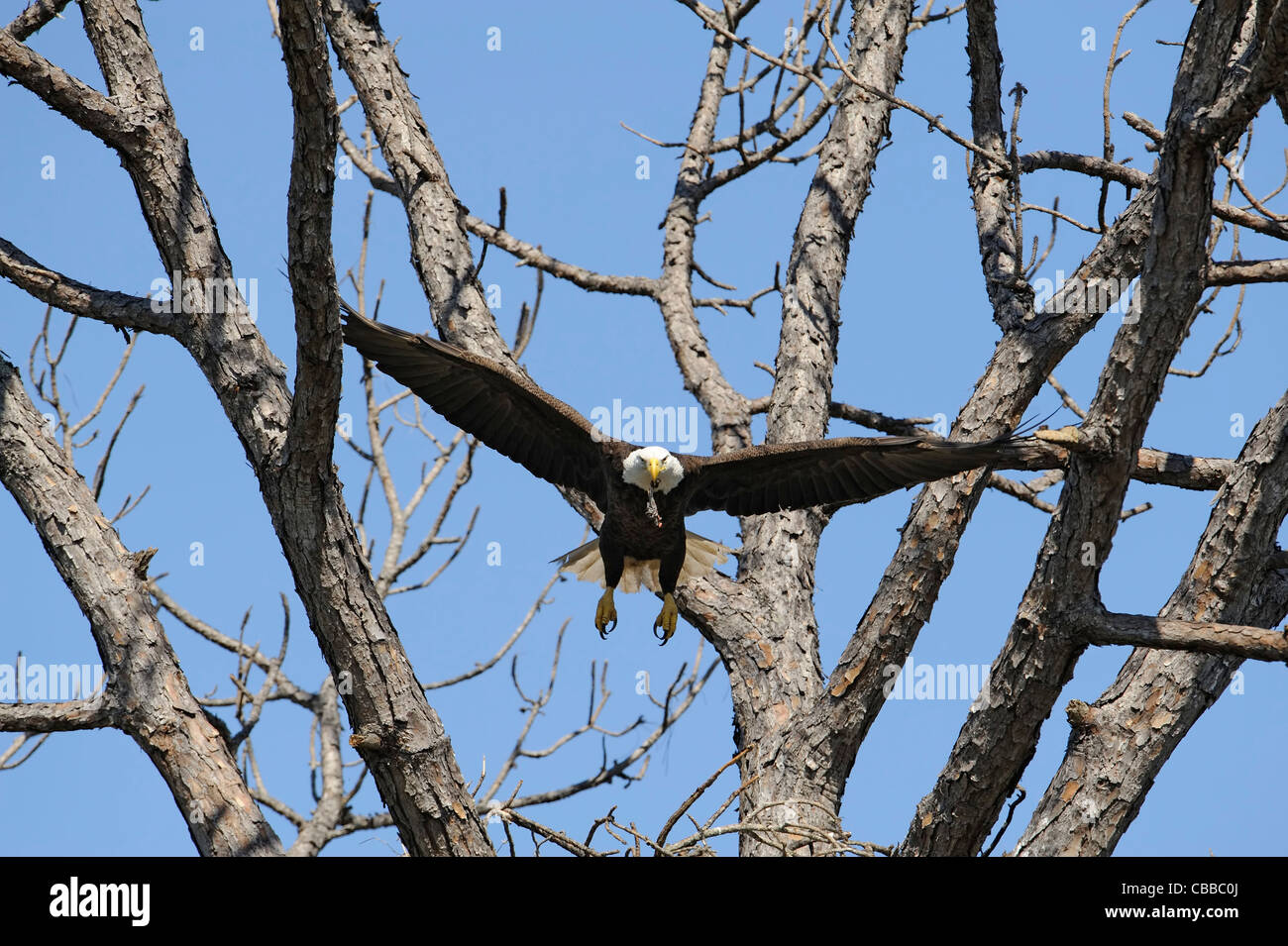 L'aquila vola immagini e fotografie stock ad alta risoluzione - Alamy
