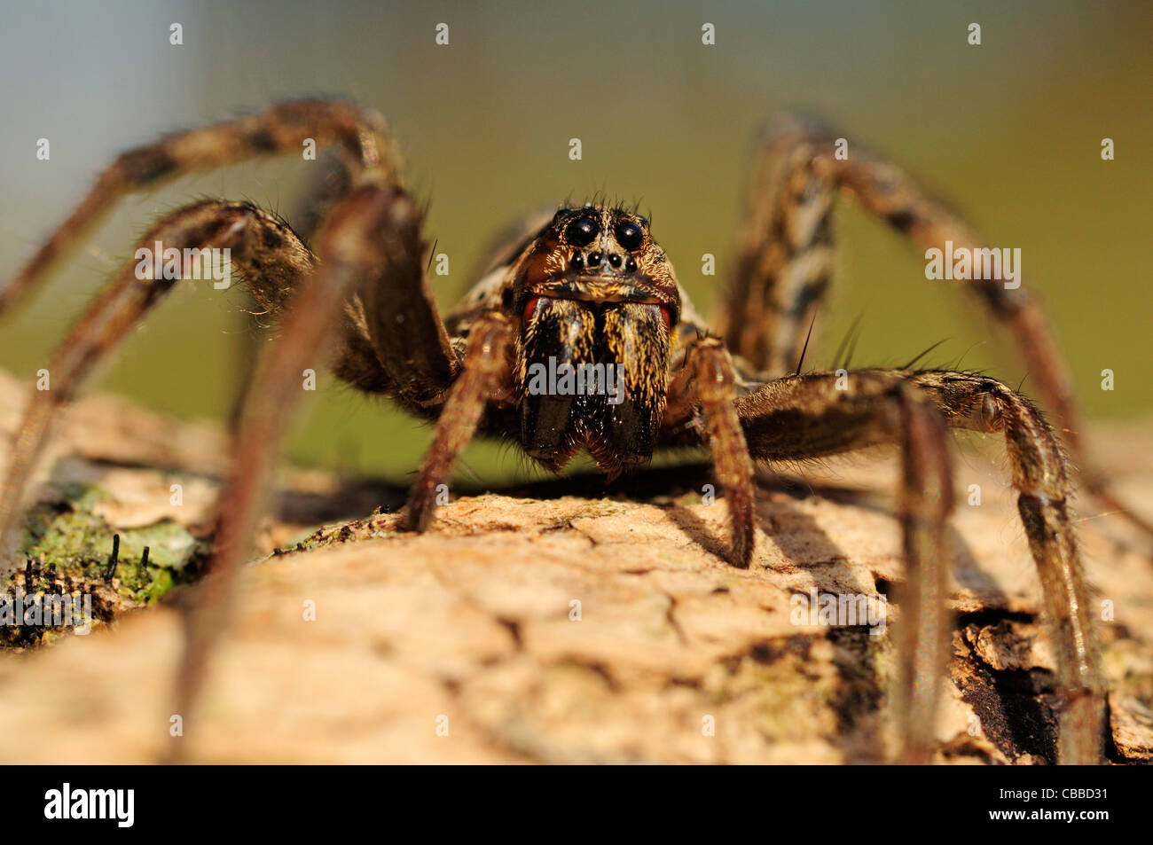 Falsa tarantola immagini e fotografie stock ad alta risoluzione - Alamy