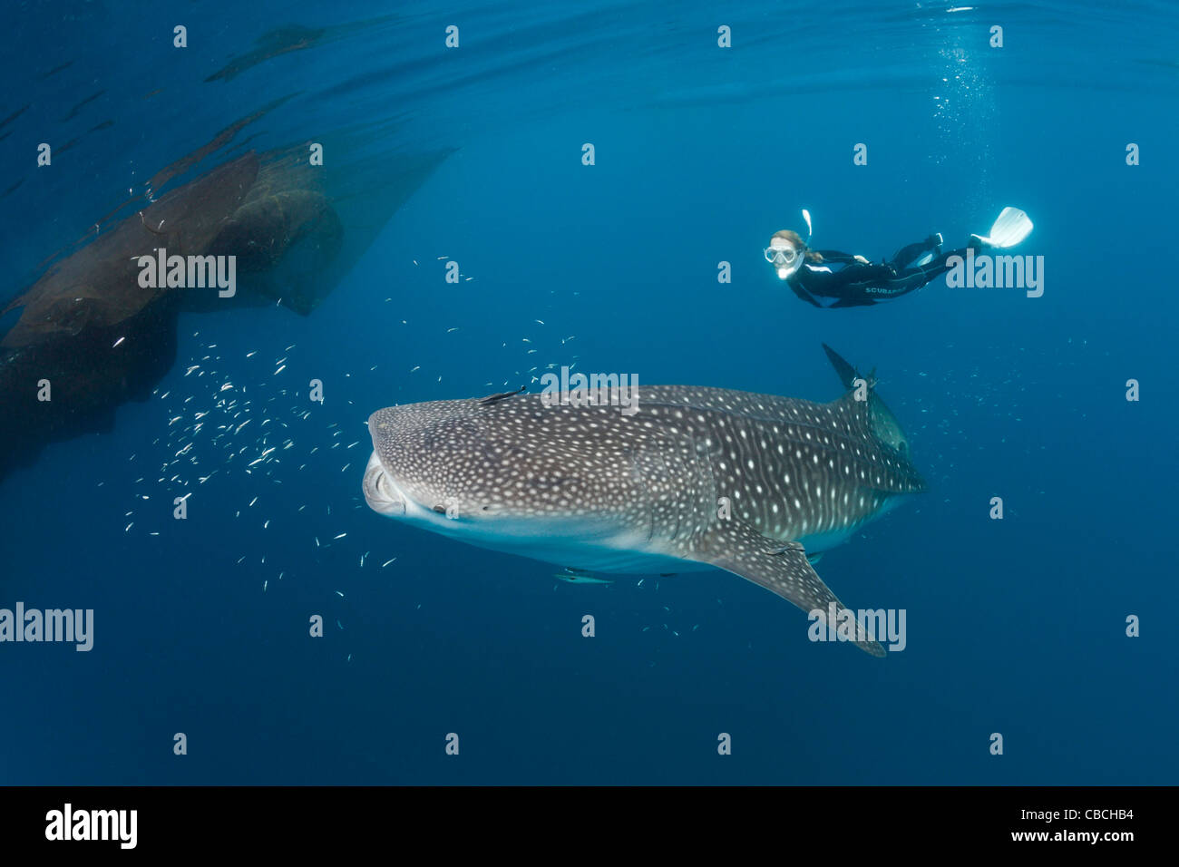 Squalo Balena e Freediver, Rhincodon typus, Cenderawasih Bay, Papua ...