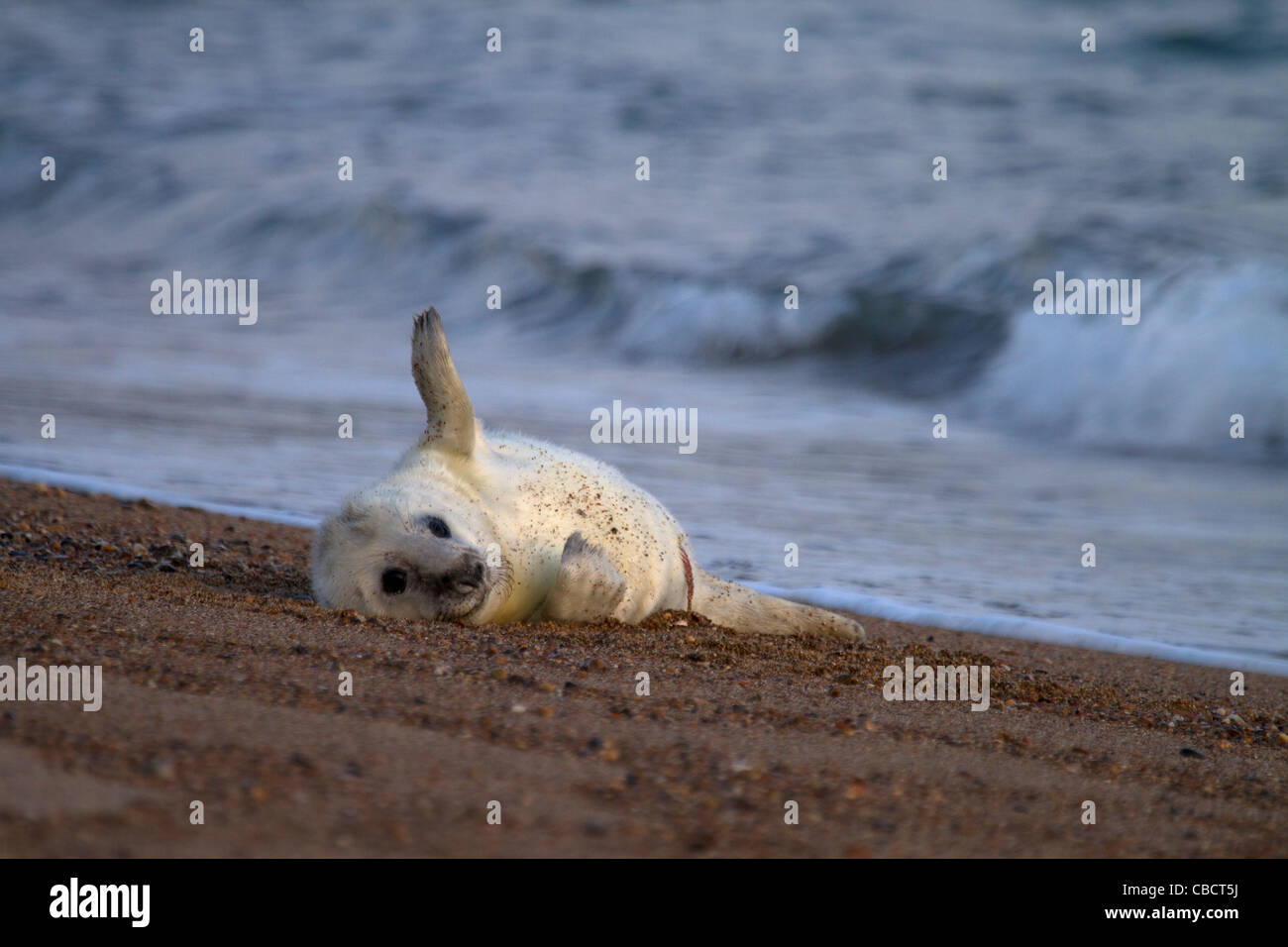 Giovane cucciolo di foca grigia immagini e fotografie stock ad alta ...