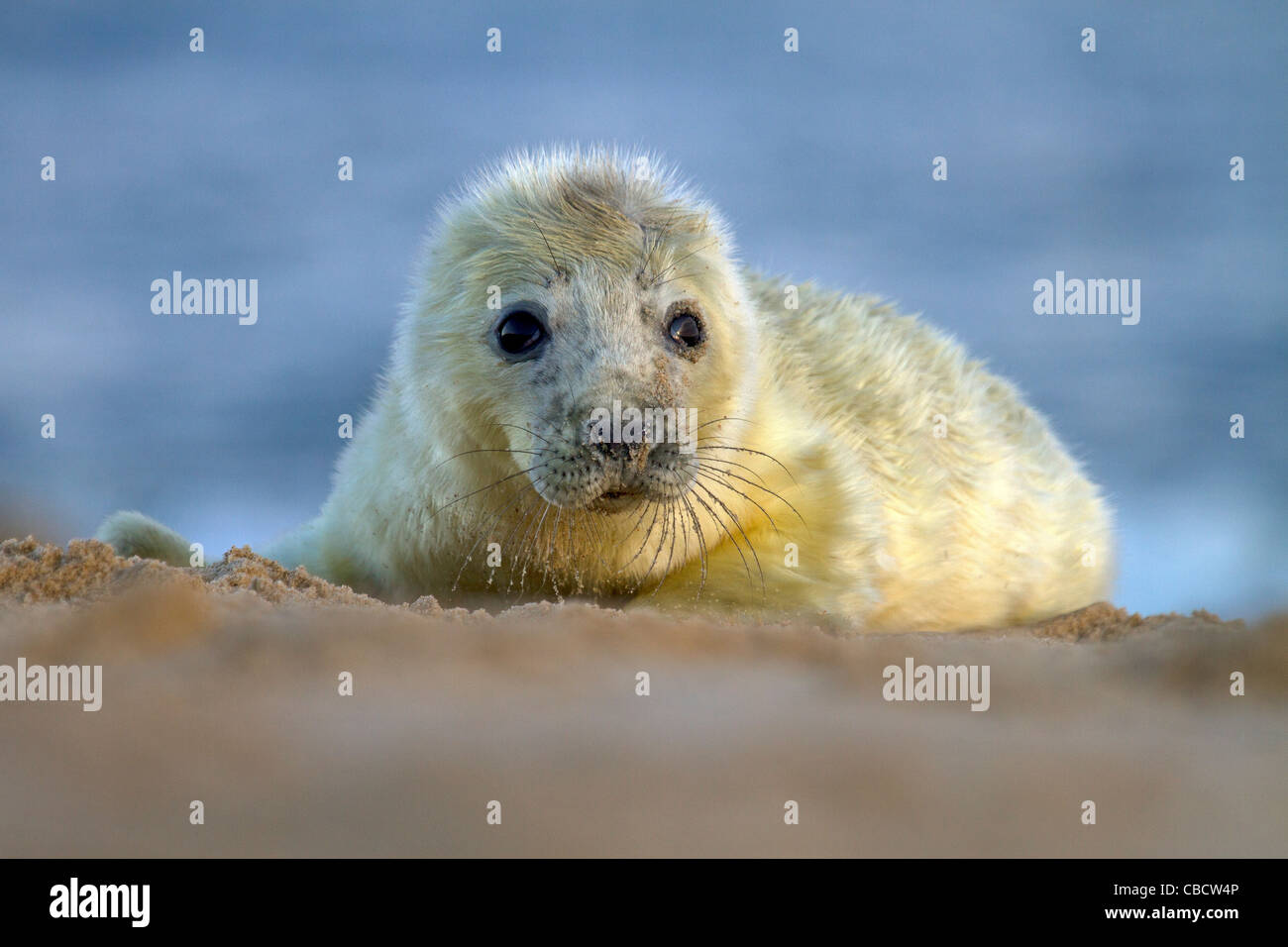 Giovane cucciolo di foca grigia immagini e fotografie stock ad alta ...
