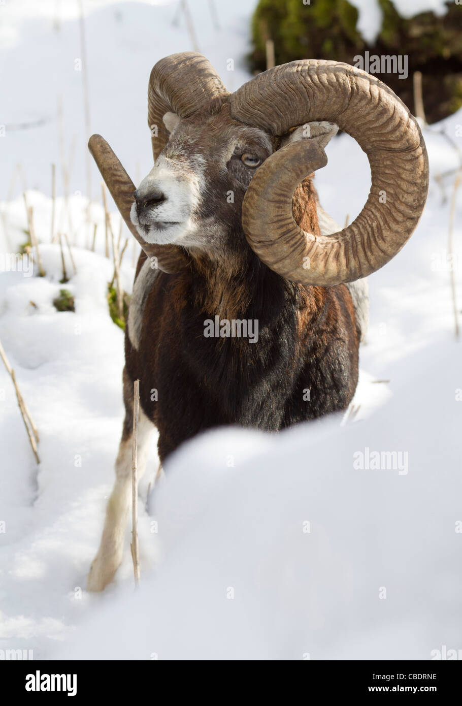 Muflone comun immagini e fotografie stock ad alta risoluzione - Alamy