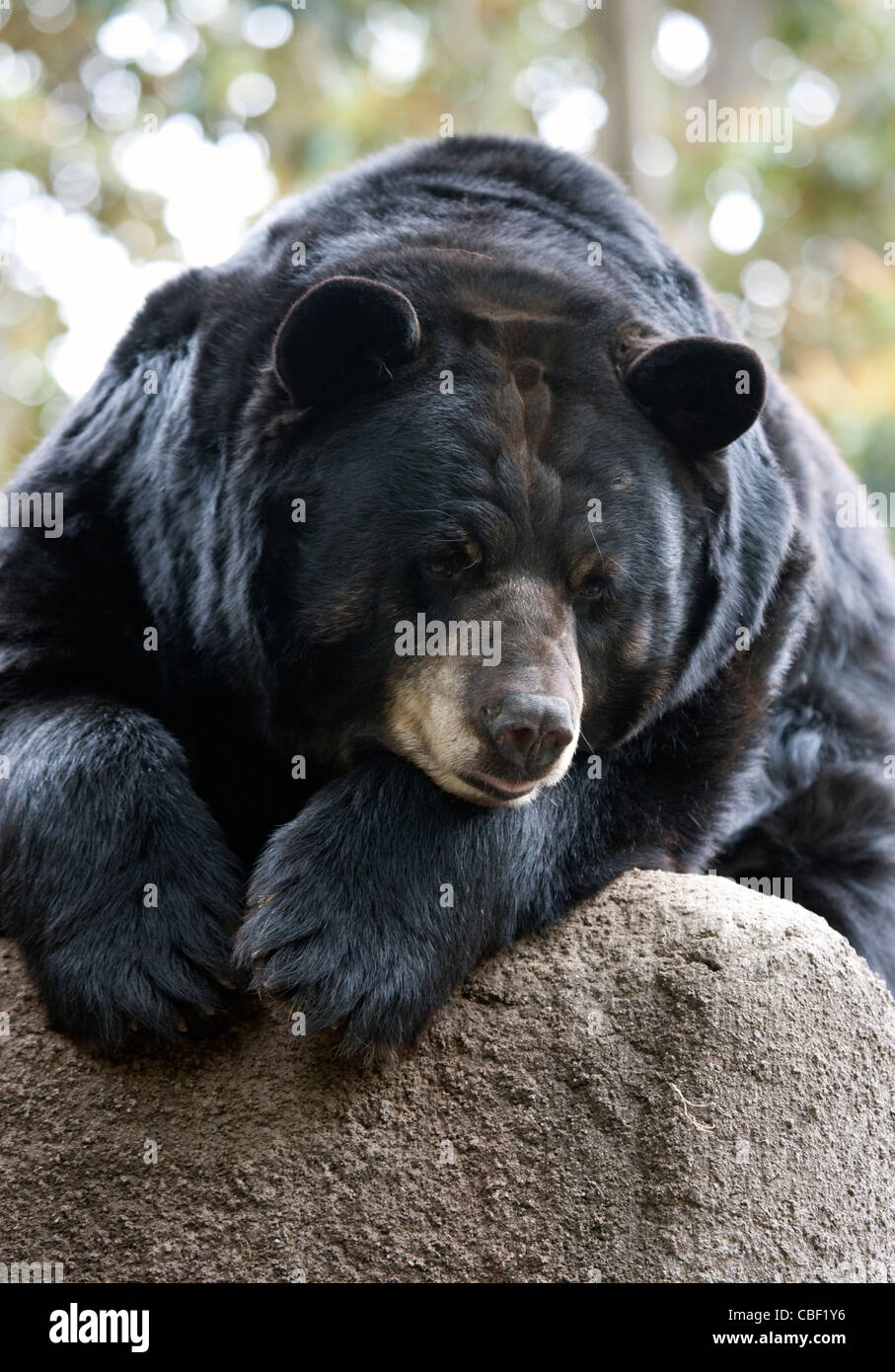 Orso nero immagini e fotografie stock ad alta risoluzione - Alamy