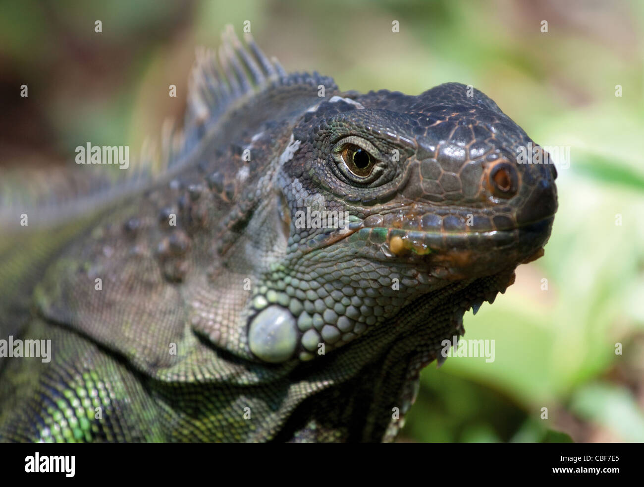 Iguana skin texture Immagini e Fotos Stock - Alamy
