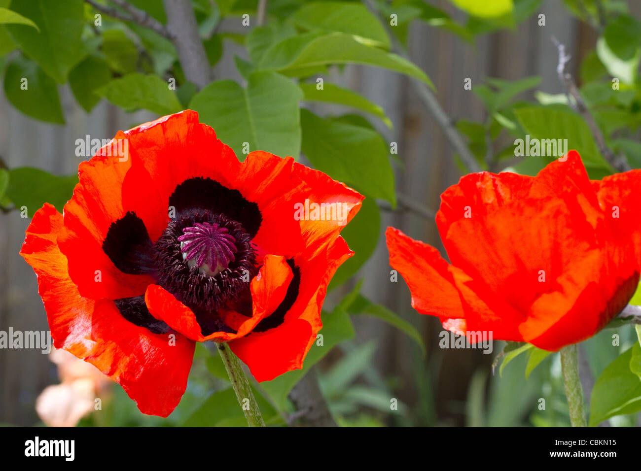 Papavero orientale immagini e fotografie stock ad alta risoluzione - Alamy