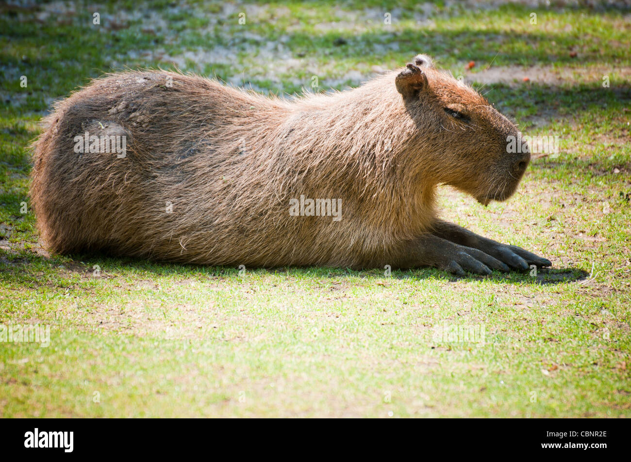 Mangiare capibara immagini e fotografie stock ad alta risoluzione - Alamy