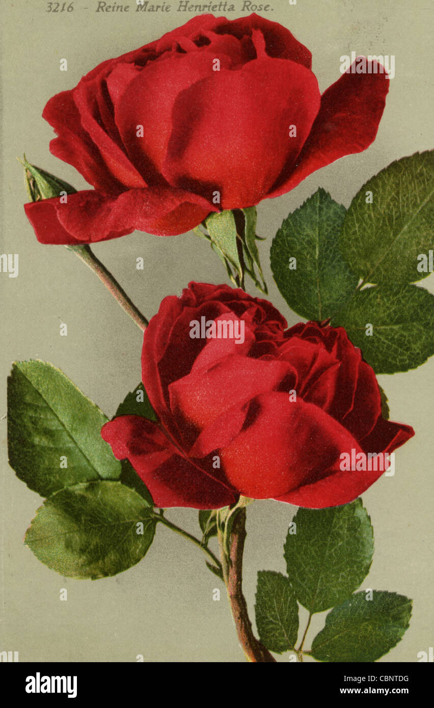 Due rose rosse immagini e fotografie stock ad alta risoluzione - Alamy