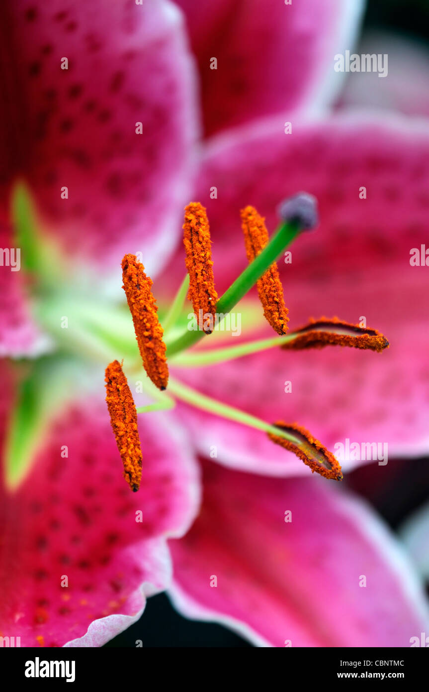 Il Lilium stargazer lily fiori blumi fioritura approfondimento close-up ...