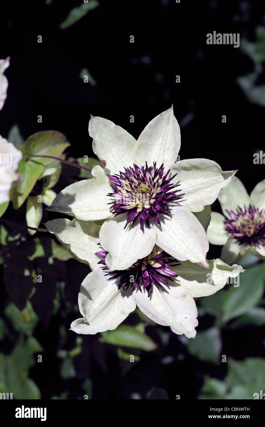 Clematis Sieboldii Florida viola fiori bianchi completamente a doppia ...