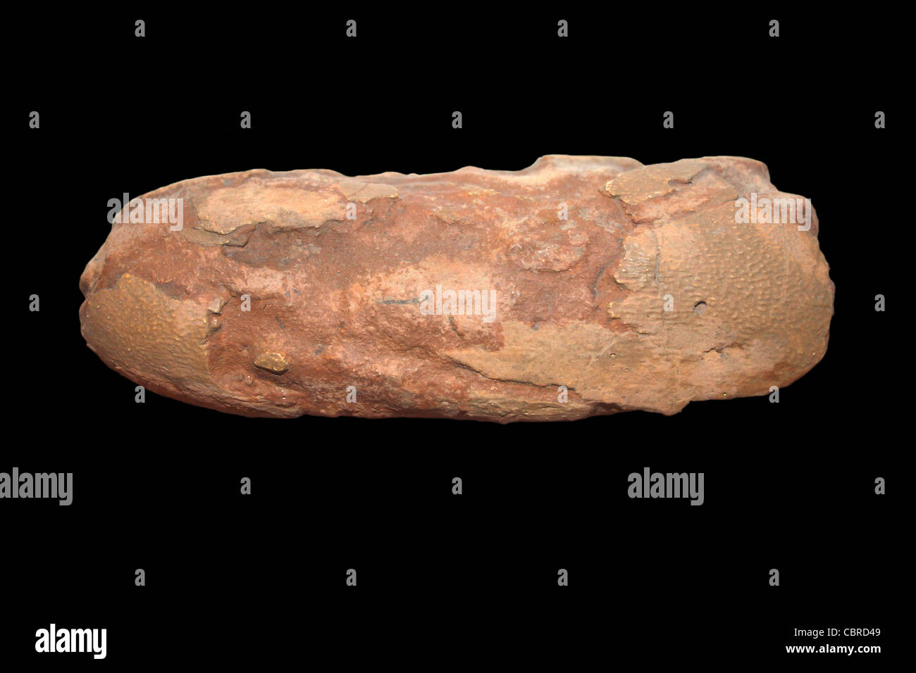 Cretaceo superiore immagini e fotografie stock ad alta risoluzione - Alamy