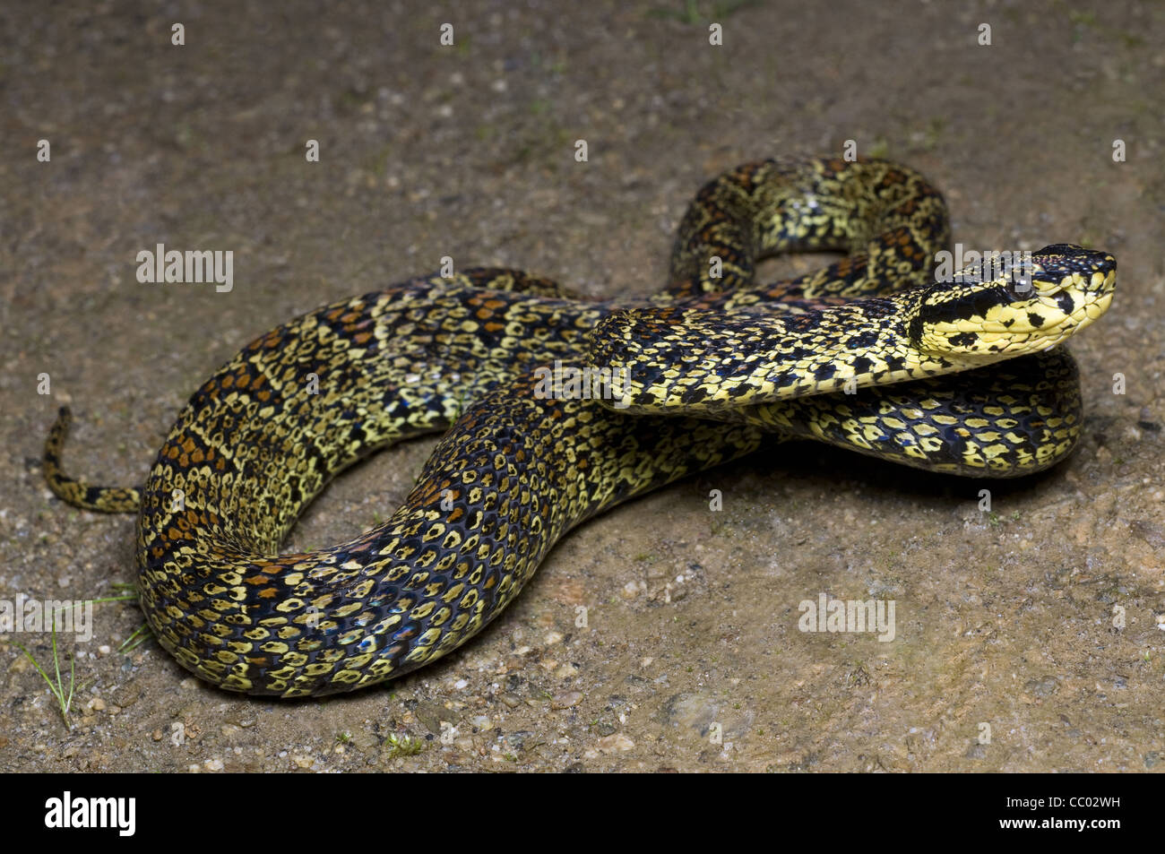 Vipera pit maculata rossa immagini e fotografie stock ad alta ...