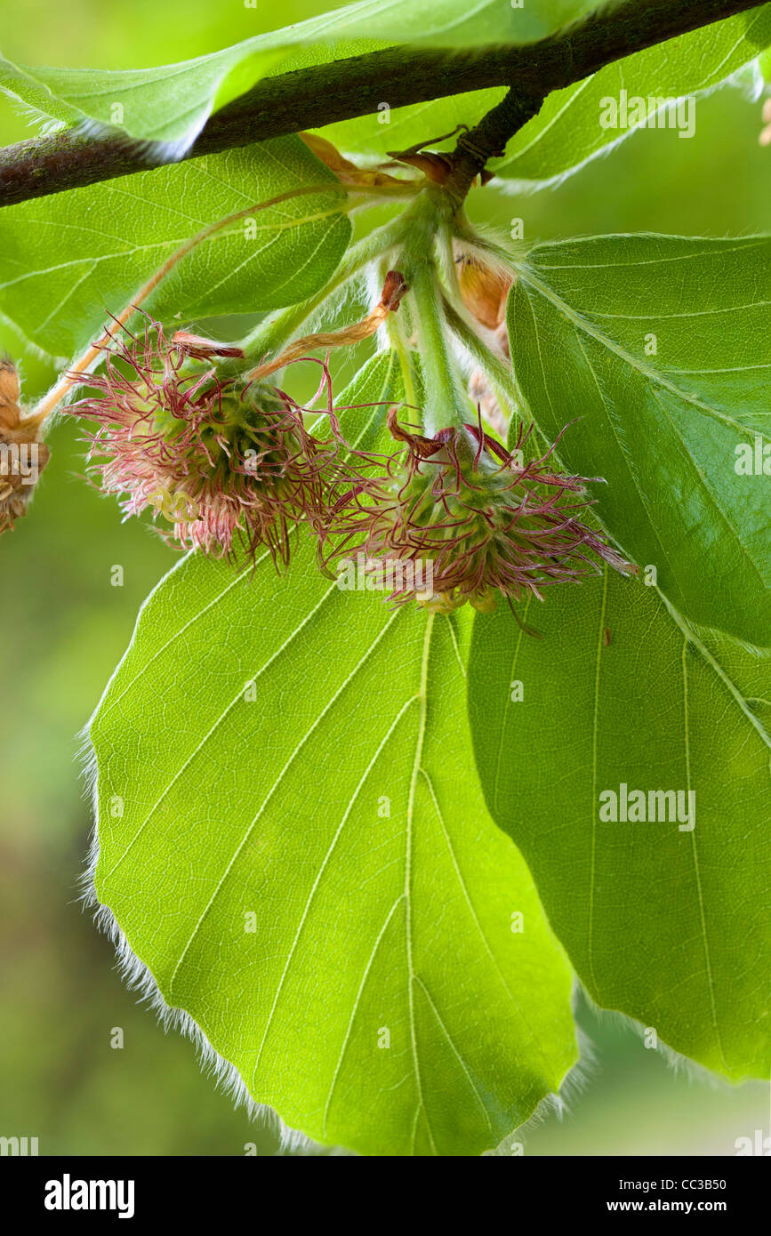 Beech female flower fagus sylvatica immagini e fotografie stock ad alta risoluzione - Alamy