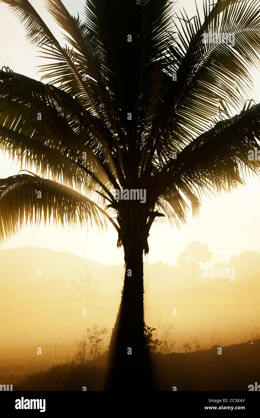 Palmeto rurale immagini e fotografie stock ad alta risoluzione - Alamy