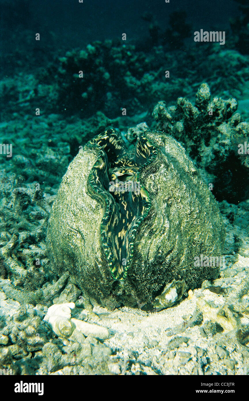 Molluschi molluschi immagini e fotografie stock ad alta risoluzione - Alamy