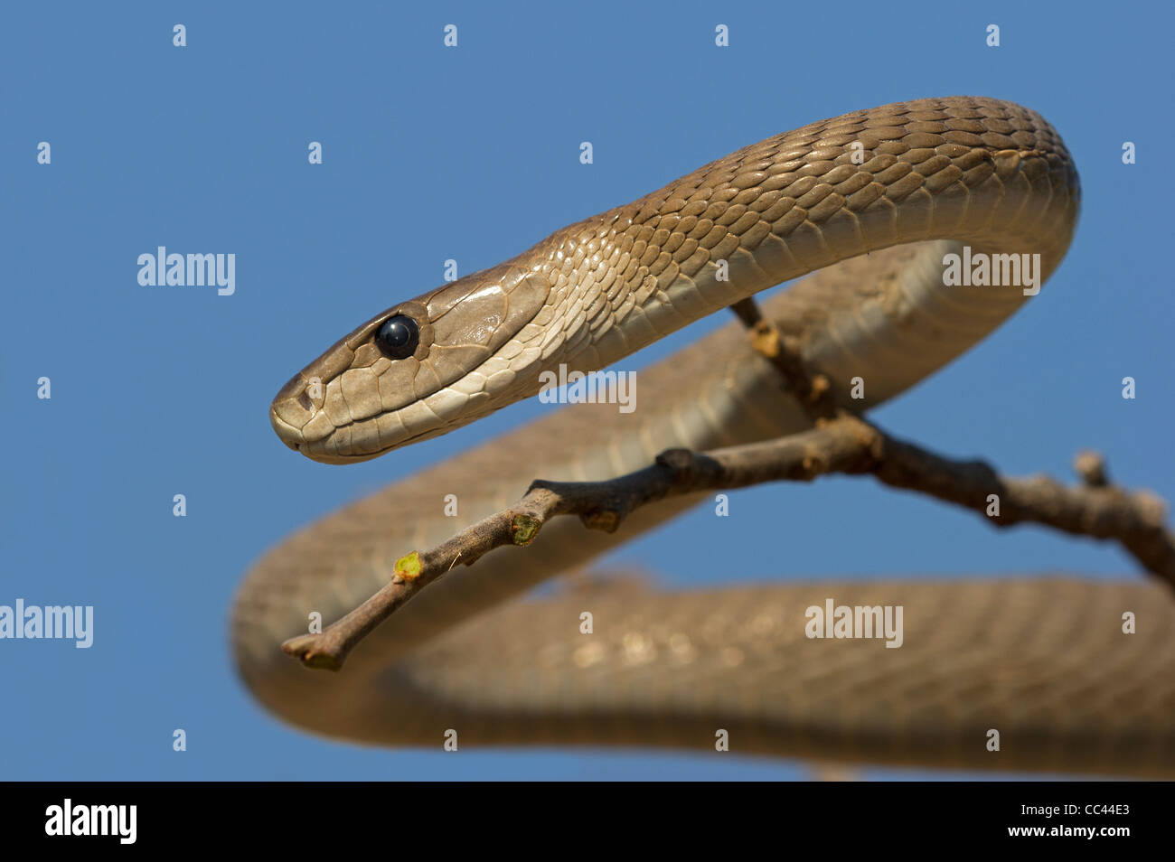 Mamba nero immagini e fotografie stock ad alta risoluzione - Alamy