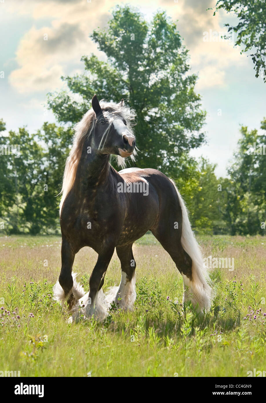 Gypsy vanner horse stallion immagini e fotografie stock ad alta ...