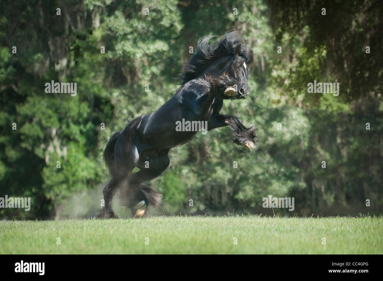 Gypsy vanner horse stallion immagini e fotografie stock ad alta ...