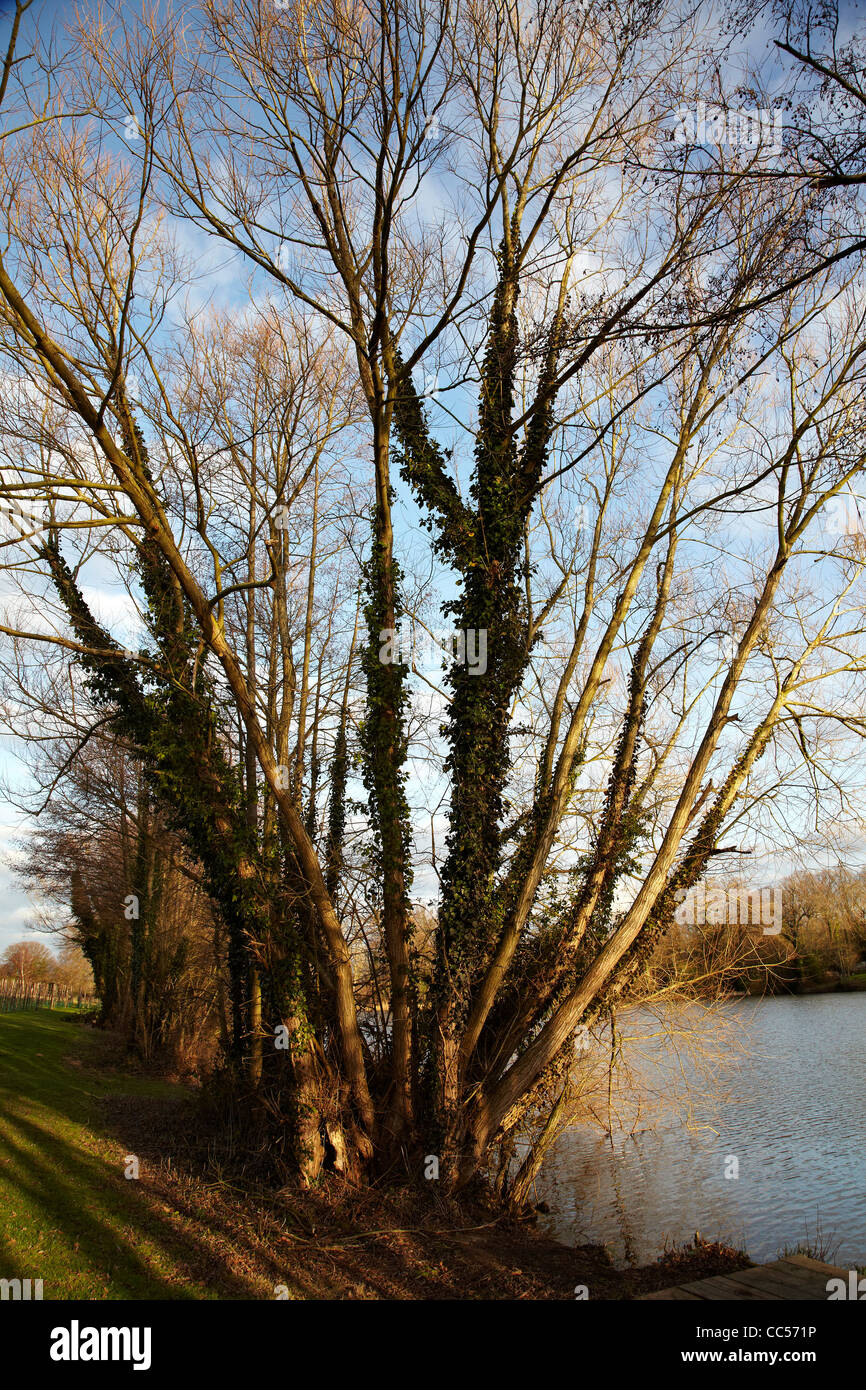 Lago di ontano immagini e fotografie stock ad alta risoluzione - Alamy