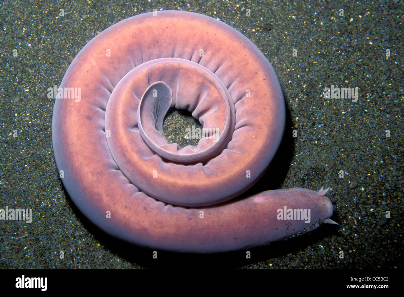 Pacific hagfish immagini e fotografie stock ad alta risoluzione - Alamy