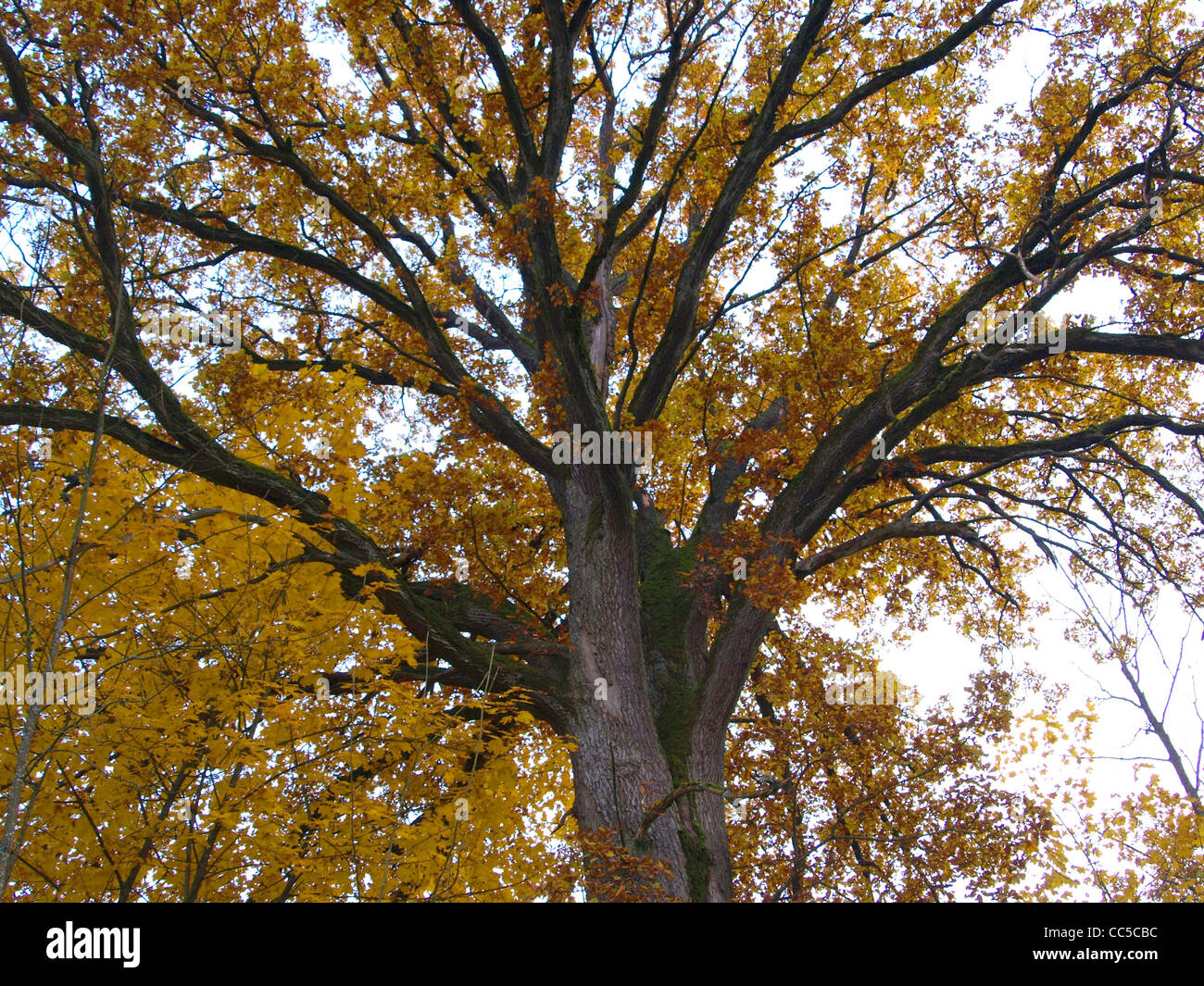 Piante di quercia peduncolata pianta quercus robur immagini e ...