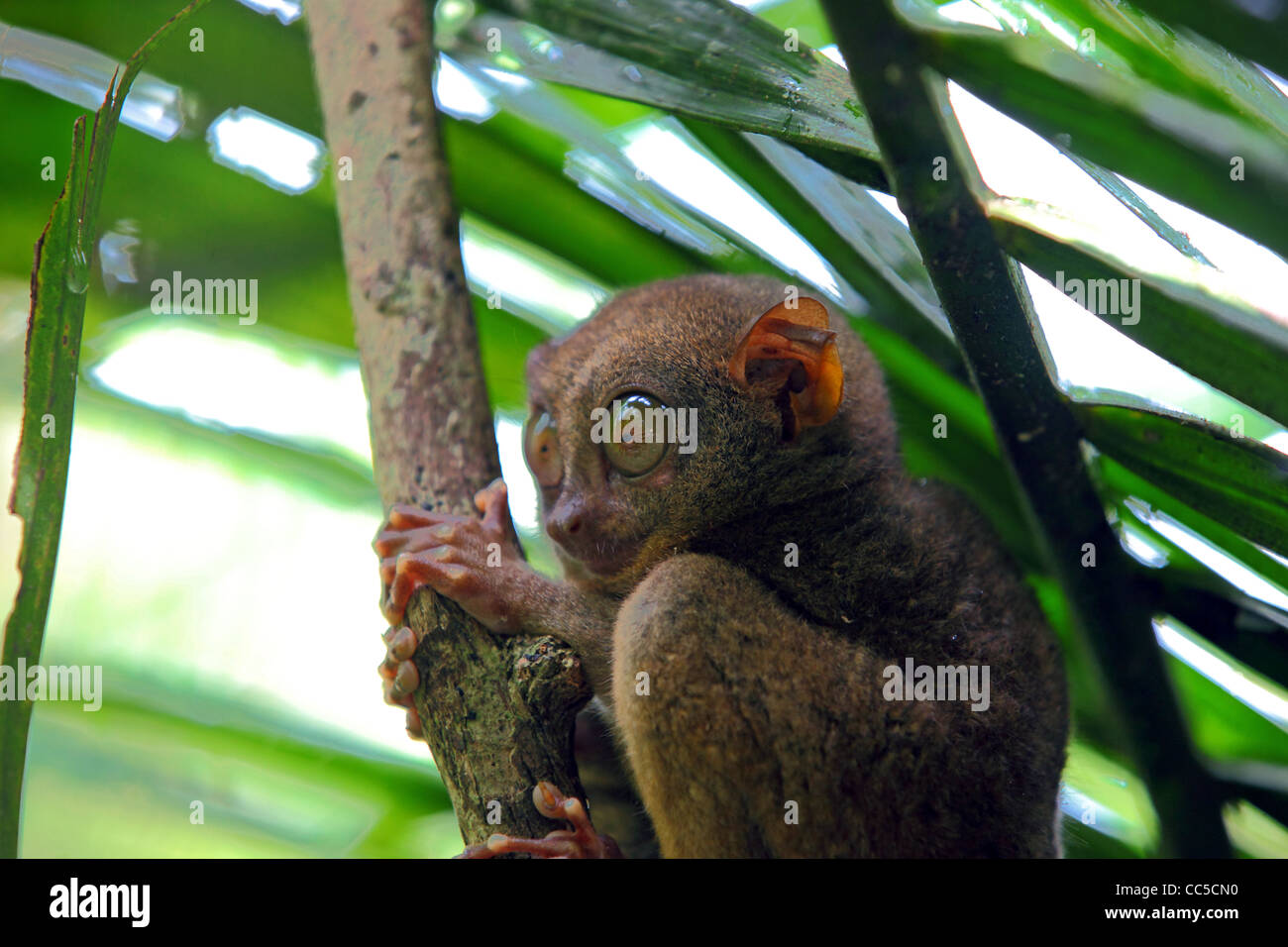 Philippine tarsier immagini e fotografie stock ad alta risoluzione - Alamy