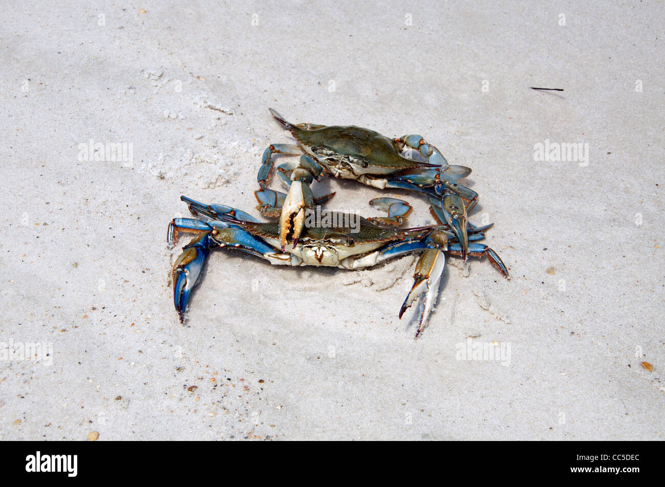 Beach bums immagini e fotografie stock ad alta risoluzione - Alamy
