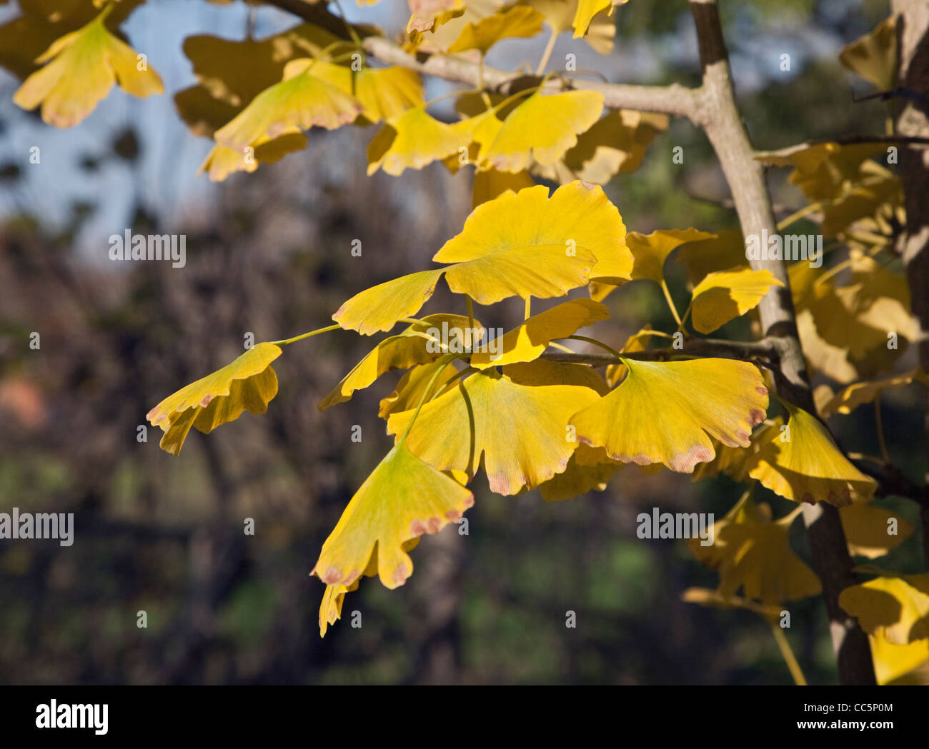 Albero di gingko biloba immagini e fotografie stock ad alta risoluzione ...