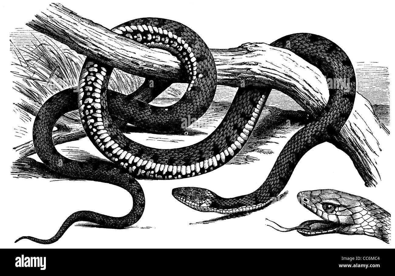 Disegno serpente immagini e fotografie stock ad alta risoluzione - Alamy